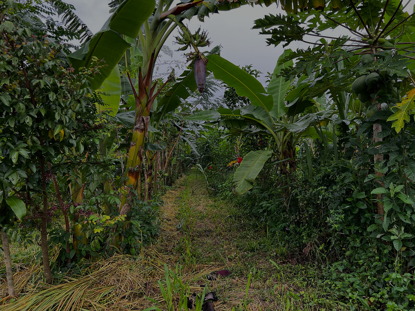 Regenerative Farming